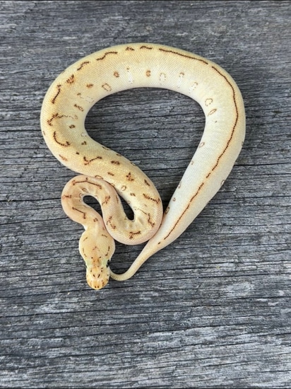 Female Spotnose Enchi Pinstripe Russo/ Fire Clown Ball Python by Pates ...