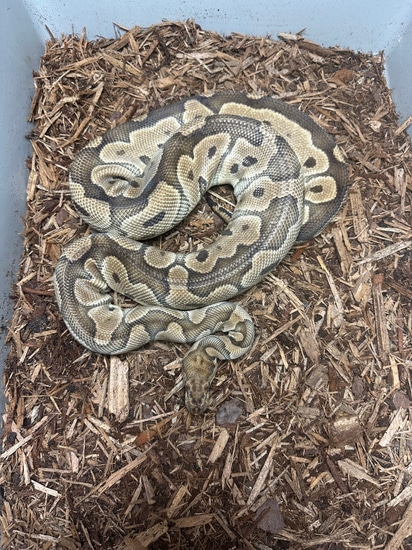No Reserve Clown Breeder Female Ball Python by Pates reptiles