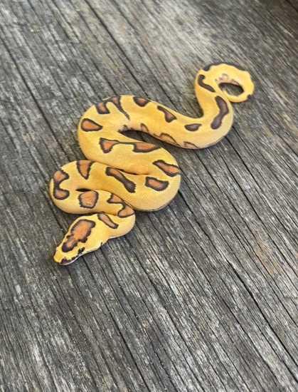 No Reserve Enchi Fire Calico Clown Ball Python by Pates reptiles