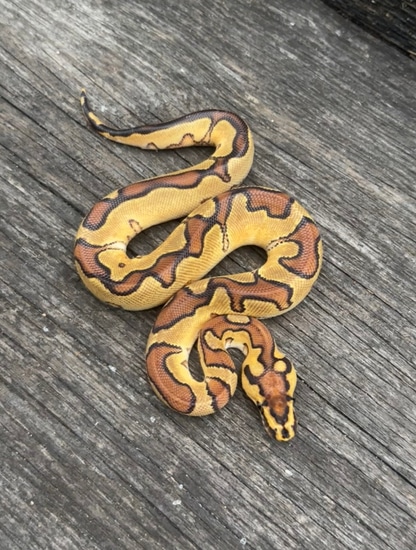Yellow Belly Enchi Hurricane Clown Pos (Orange Dream) Ball Python by ...