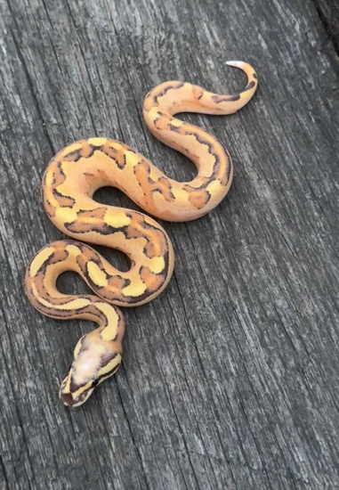 Super Orange Dream Vanilla Cream Calico 100%het Clown Ball Python by ...