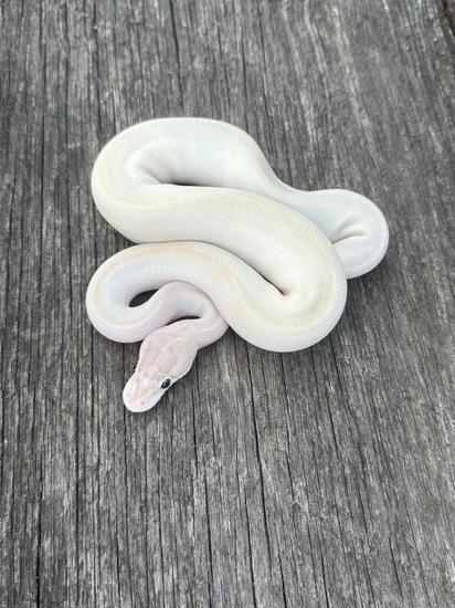 Ivory Possible Orange Dream 100% Double Het Clown Pied Ball Python by ...