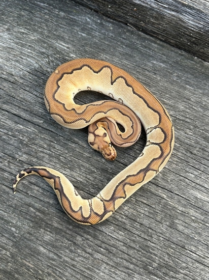 Orange Dream Enchi Cinnamon Clown Ball Python by Pates reptiles