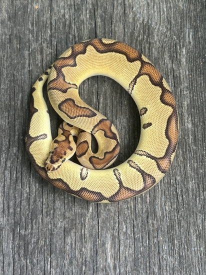 Orange Dream Enchi Cinnamon Clown Ball Python by Pates reptiles