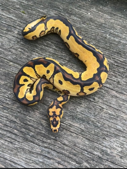 Orange Dream Yellow Belly Clown 100% Het Pied Ball Python by Pates reptiles