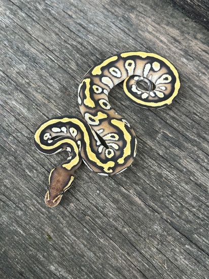 Orange Dream Mojave Scrambler 100% Het Clown Ball Python by Pates reptiles