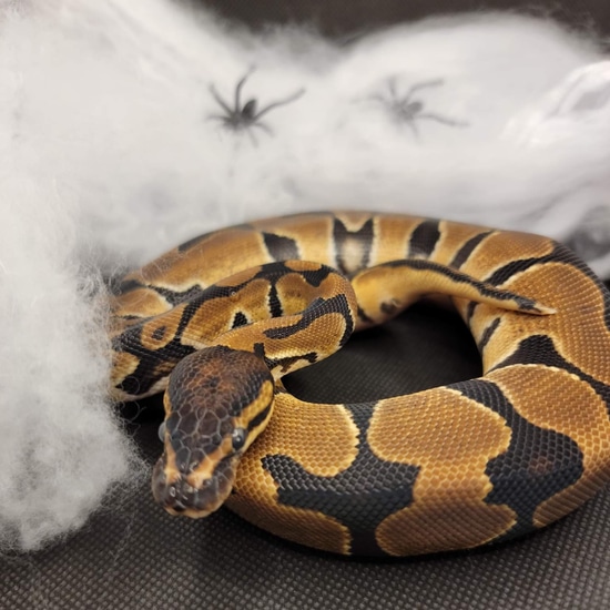 Normal Het Clown Ball Python by NoodleTown Morphs LLC