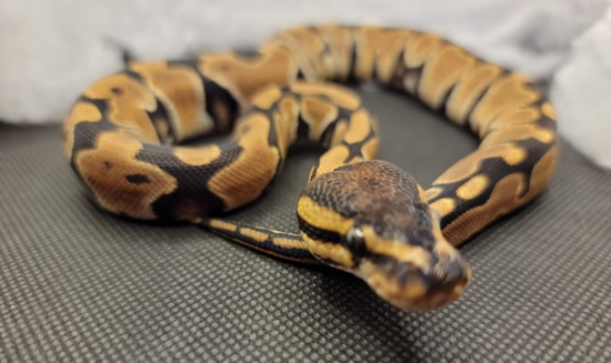 Normal Het Clown Ball Python by NoodleTown Morphs LLC