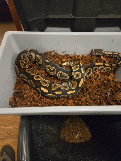 HRA Ringer Gene Ball Python by NoodleTown Morphs LLC