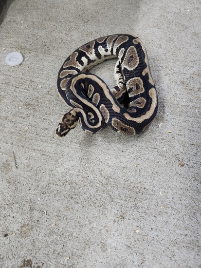 Chocolate Spotnose Ball Python by Rick’s Pythons and Breeding
