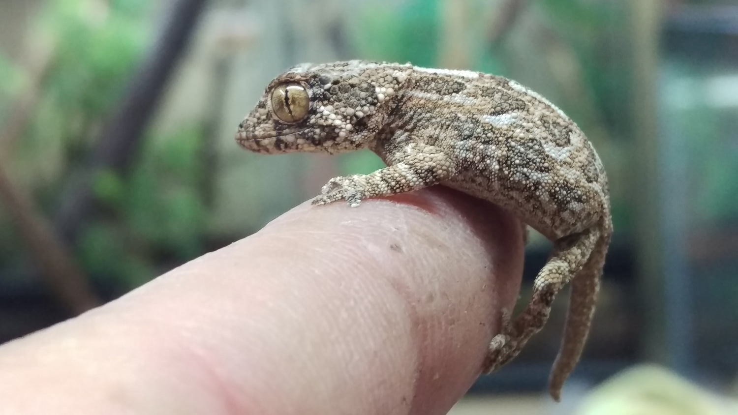 Helmeted Geckos Tarentola Chazaliae More Gecko by Amped Up Reptiles ...