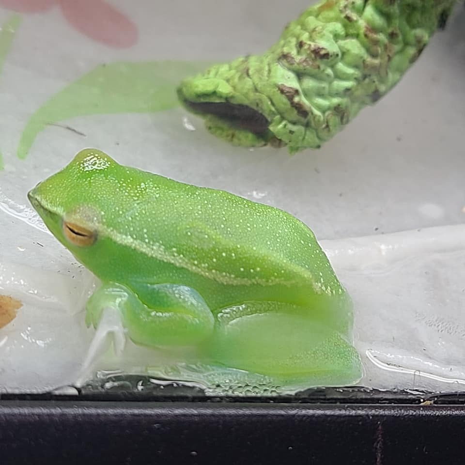 Peruvian Hatchet Faced Frogs Other Tree Frog by Amped Up Reptiles ...
