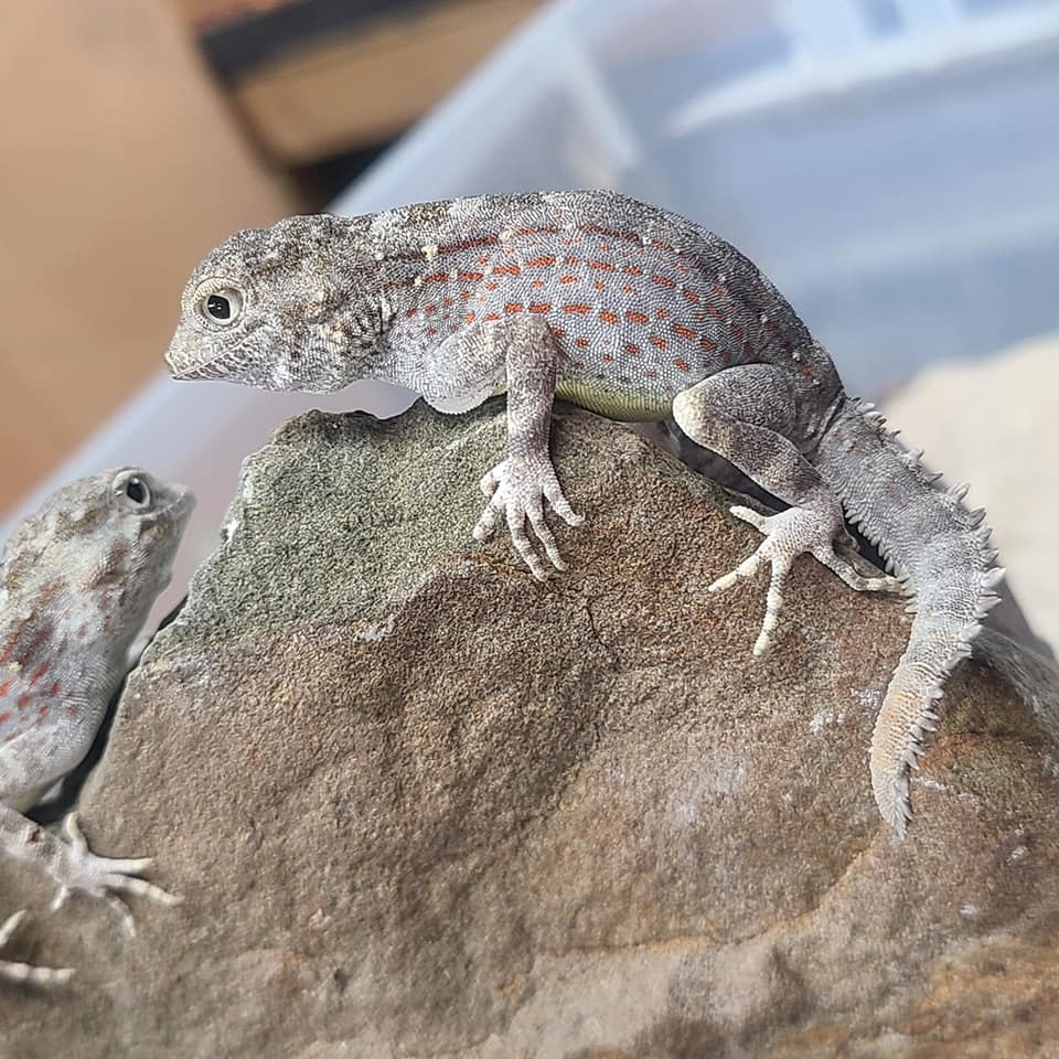 Scorpion Tail Geckos Other Gecko by Amped Up Reptiles - MorphMarket