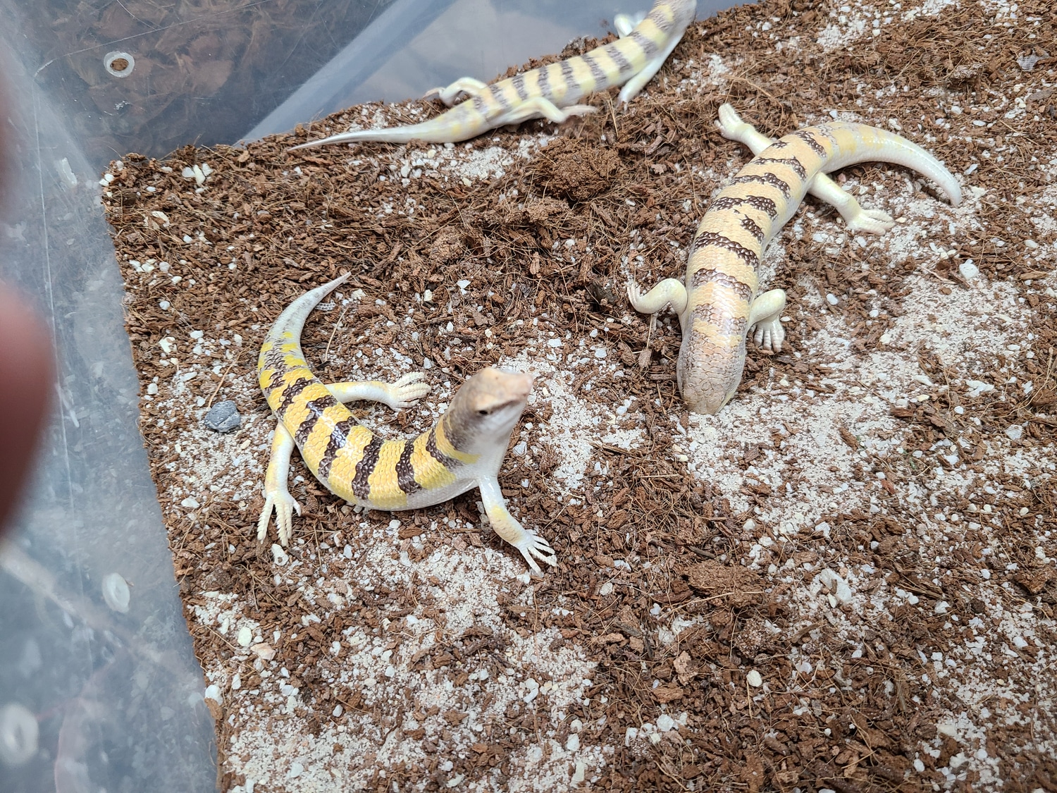 Adorable Sandfish Other Lizard by Amped Up Reptiles - MorphMarket