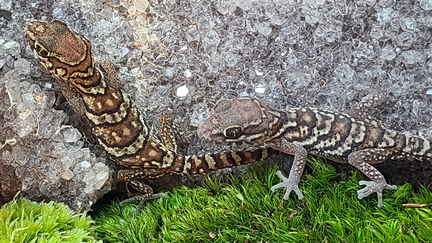 Paroedura Picta/ Pictus Geckos/ Ocelot Geckos More Gecko by Amped Up ...