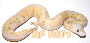Banana Bumble Bee Enchi Clown Ball Python by Rp Reptiles - MorphMarket