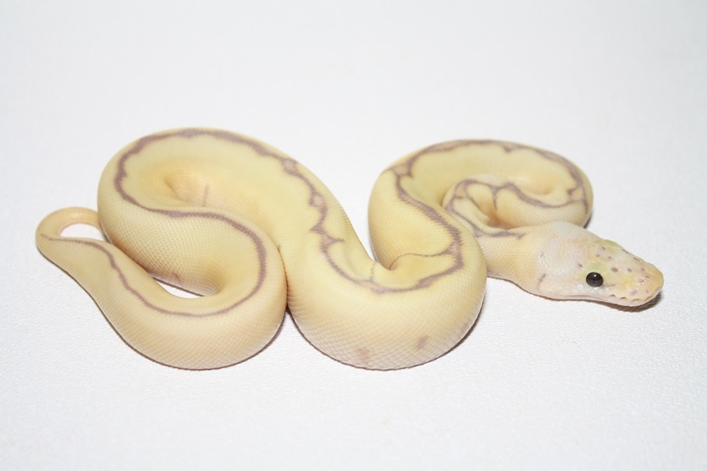 Banana Bumble Bee Enchi Clown Ball Python by Rp Reptiles - MorphMarket