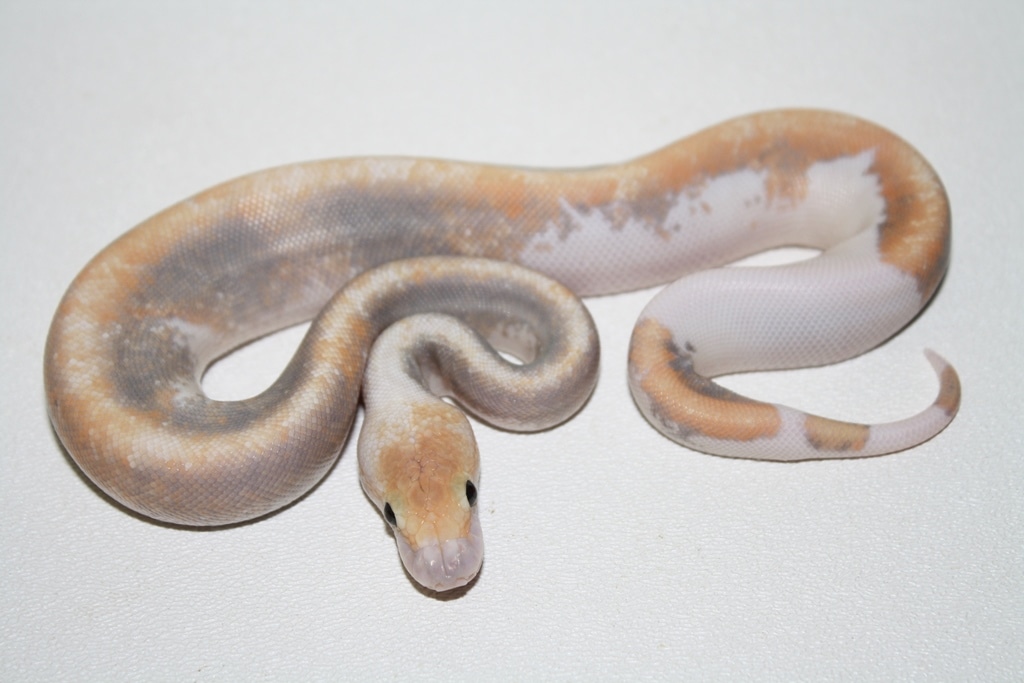 Hypo Champagne Chocolate GHI (Poss Vanilla) Ball Python by Rp Reptiles ...
