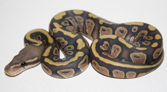 Hypo Chocolate (Poss Vanilla) Ball Python by Rp Reptiles