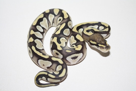 Mojave Desert Ghost Ball Python by Rp Reptiles