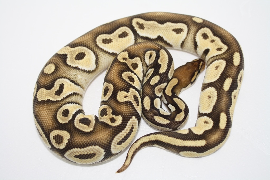 Mojave Orange Dream Het Ghost Ball Python by Rp Reptiles - MorphMarket