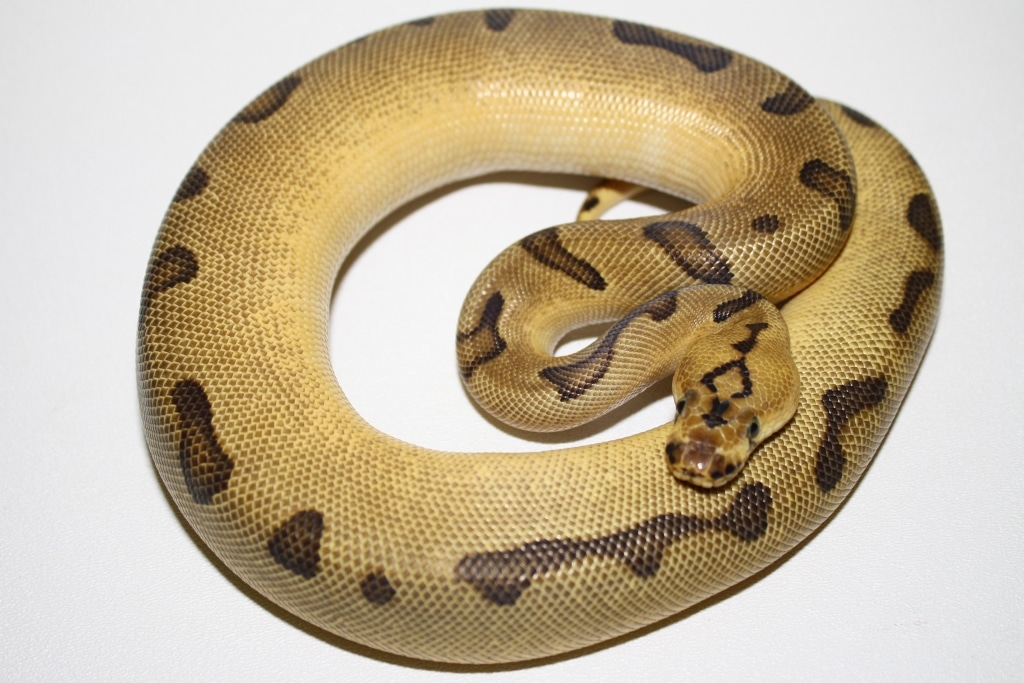 Super Enchi Pastel Clown Ball Python by Rp Reptiles - MorphMarket
