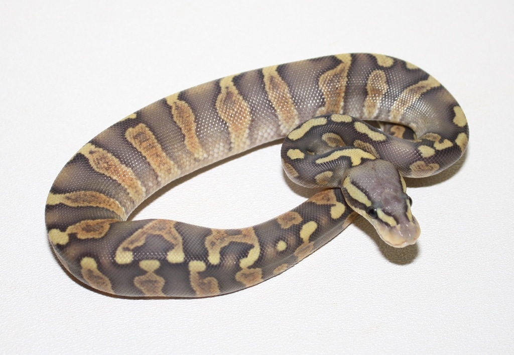 Hypo Chocolate GHI Pastel Ball Python by Rp Reptiles - MorphMarket
