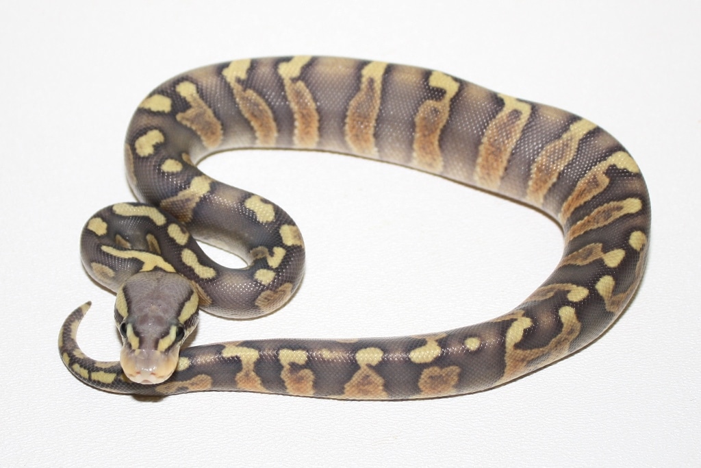 Hypo Chocolate GHI Pastel Ball Python by Rp Reptiles - MorphMarket