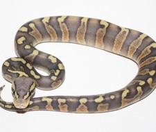 Hypo Chocolate GHI Pastel Ball Python by Rp Reptiles - MorphMarket
