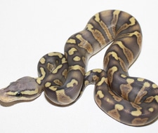 Hypo Chocolate GHI Pastel Ball Python by Rp Reptiles - MorphMarket