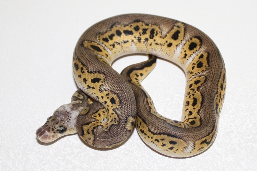 Black Head Pastel Clown Ball Python by Rp Reptiles - MorphMarket
