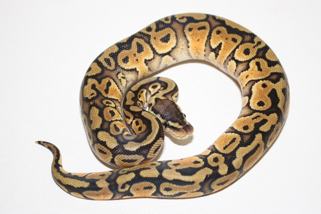 Pastel Red Stripe Het Clown Ball Python by Rp Reptiles - MorphMarket