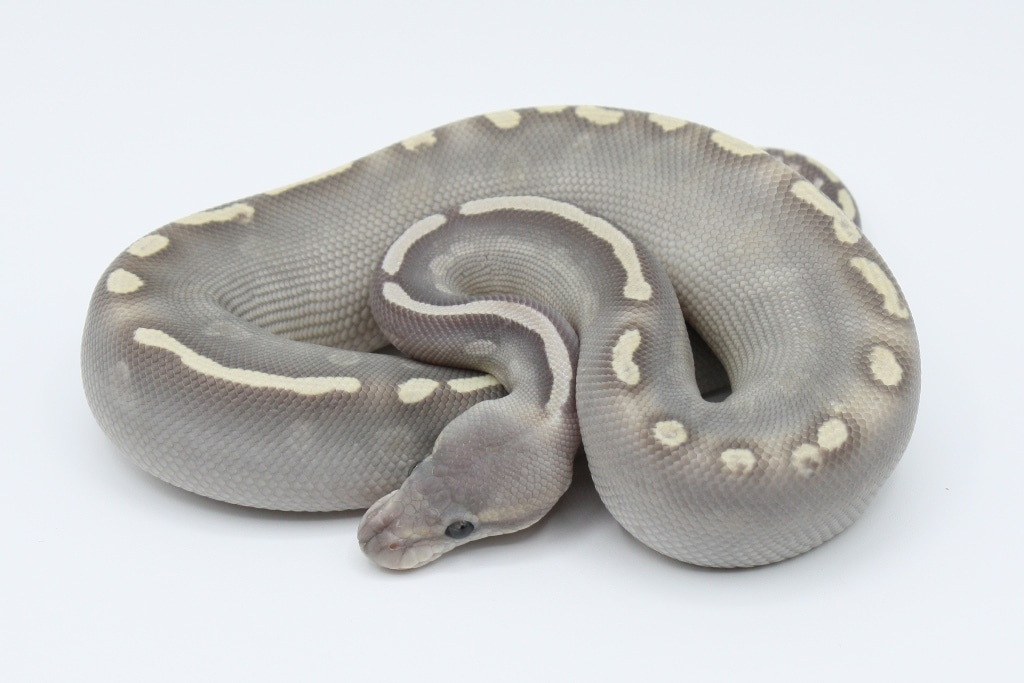Hypo Butter Chocolate GHI (Poss Vanilla) Ball Python by Rp Reptiles ...
