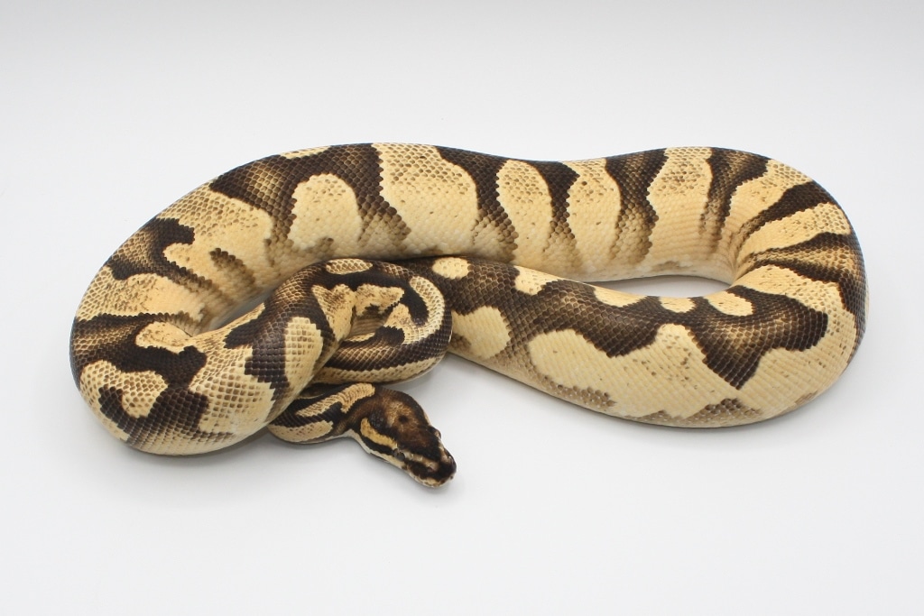 Super Orange Dream Yellow Belly Ball Python by Rp Reptiles - MorphMarket