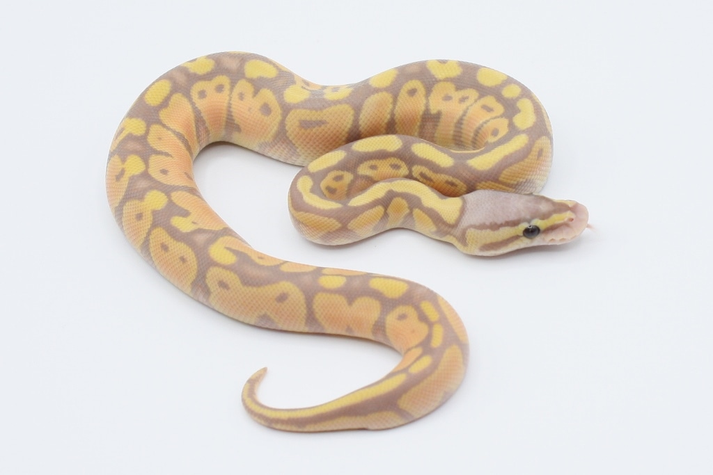 Female Maker Banana Pastel Double Het Clown Genetic Stripe (Poss Het ...