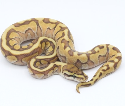 Black Head Clown Ball Python by Rp Reptiles - MorphMarket
