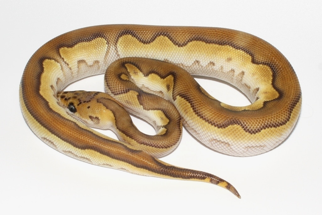Black Head Enchi Mojave Pastel Clown (Poss Het Ghost) Ball Python by Rp ...