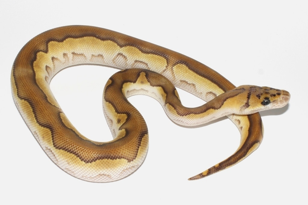 Black Head Enchi Mojave Pastel Clown (Poss Het Ghost) Ball Python by Rp Reptiles - MorphMarket