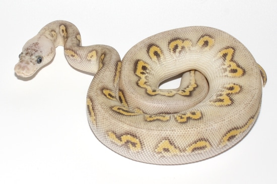 Black Head Mojave Pastel Clown (Poss Het Ghost) Ball Python by Rp ...