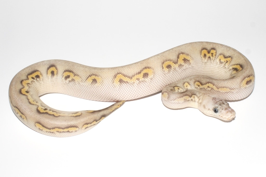 Black Head Mojave Pastel Clown (Poss Het Ghost) Ball Python by Rp ...