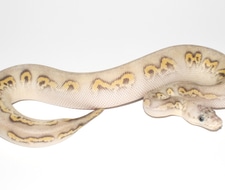 Black Head Mojave Pastel Clown (Poss Het Ghost) Ball Python by Rp ...