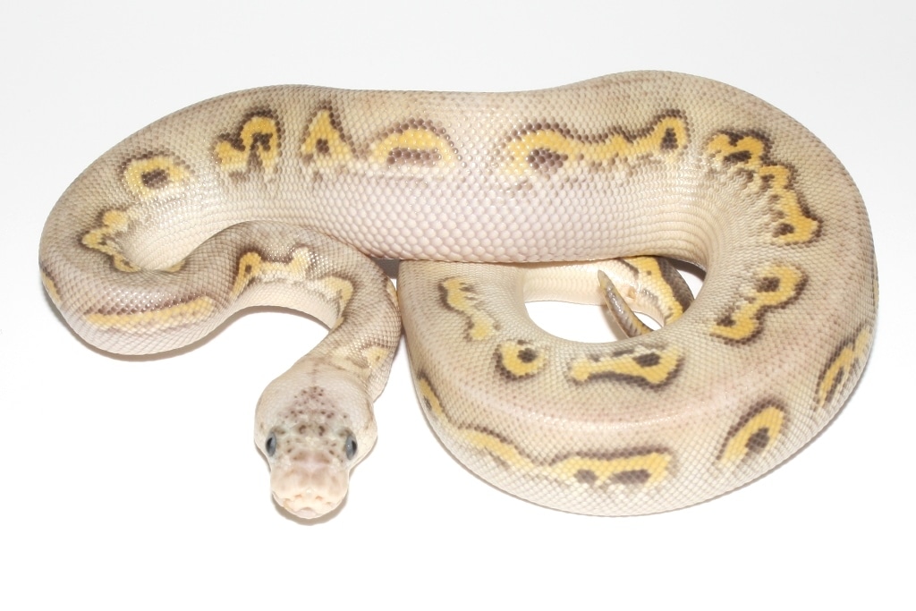 Black Head Mojave Pastel Clown (Poss Het Ghost) Ball Python by Rp ...