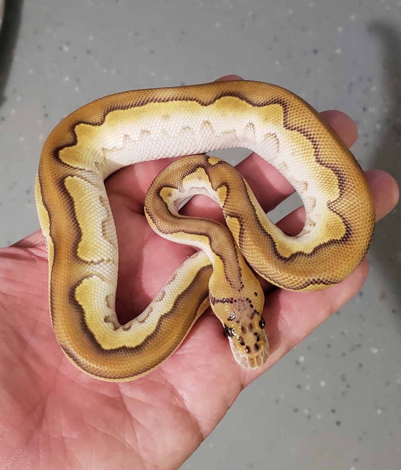Black Head Enchi Mojave Pastel Clown (Poss Het Ghost) Ball Python by Rp ...