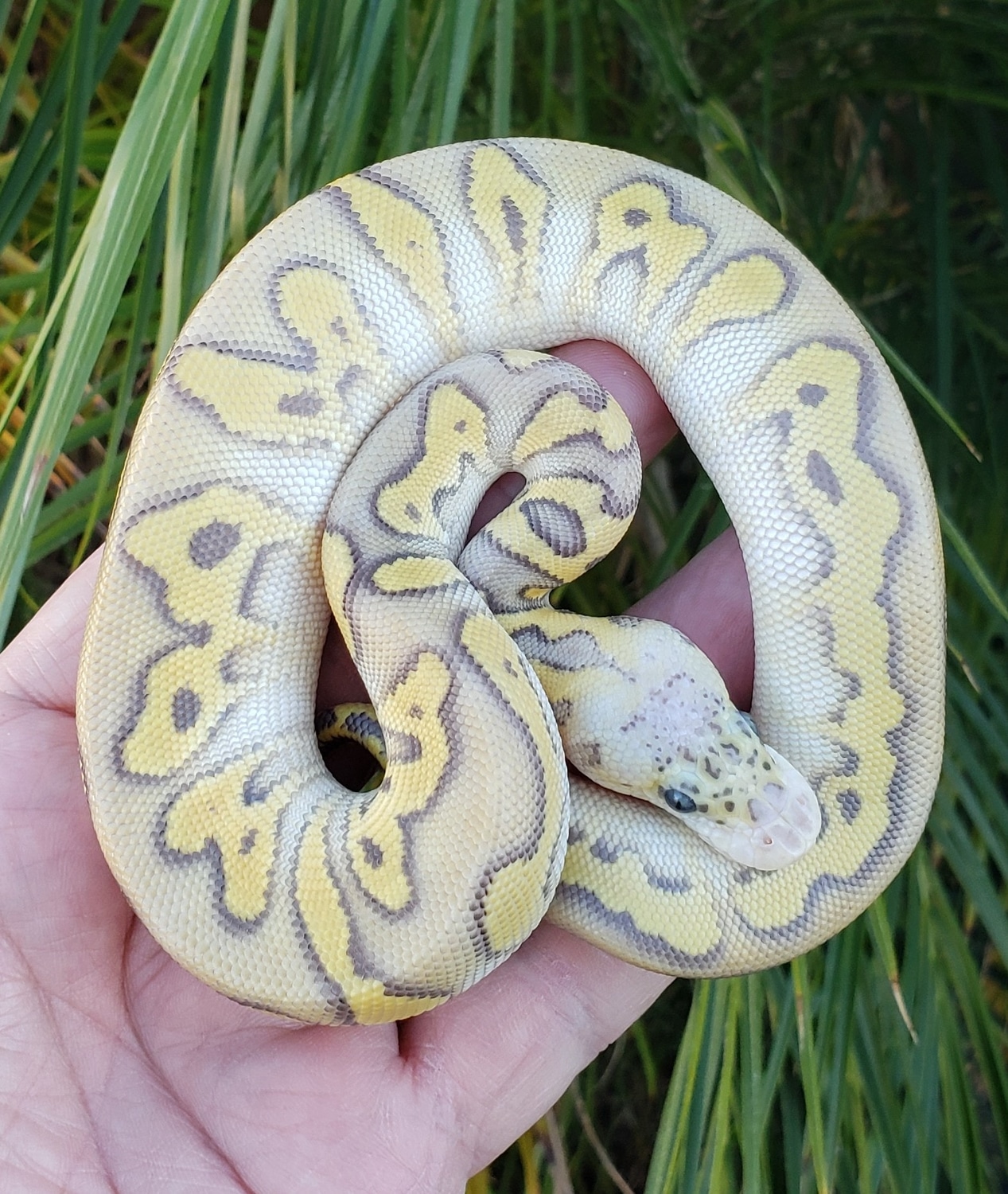 Super Pastel Mojave Clown (Poss Het Ghost)(BH Clutch) Ball Python by Rp ...