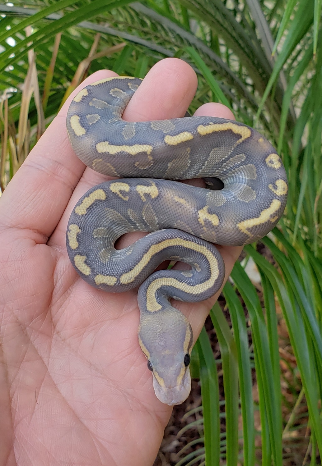 Hypo Chocolate GHI Vanilla Ball Python by Rp Reptiles - MorphMarket