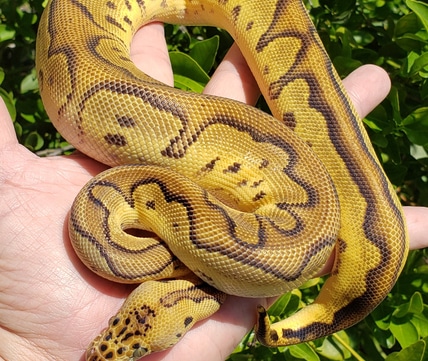 Black Head Clown Ball Python by Rp Reptiles - MorphMarket