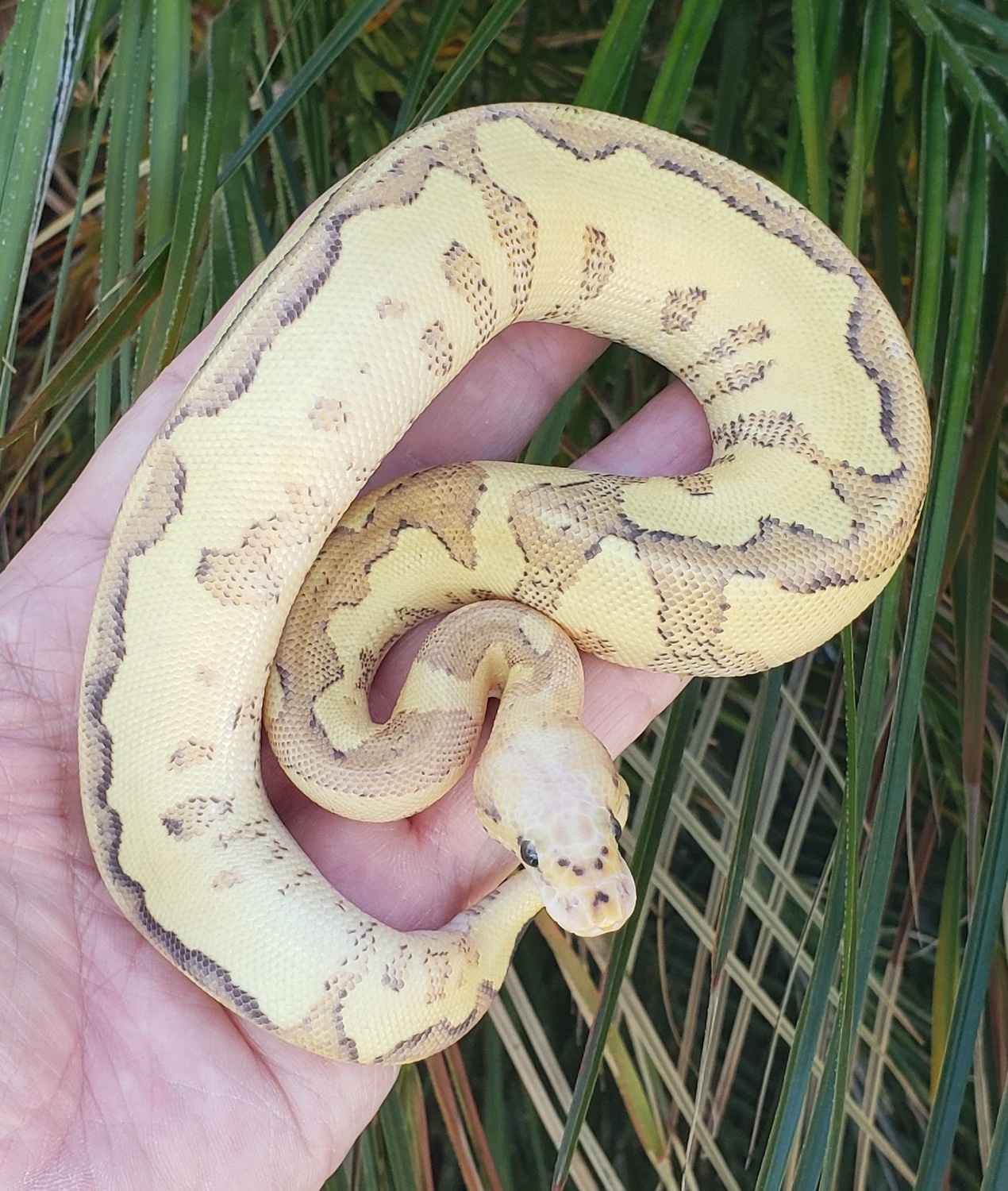 Enchi Vanilla Cream Clown Ball Python by Rp Reptiles - MorphMarket