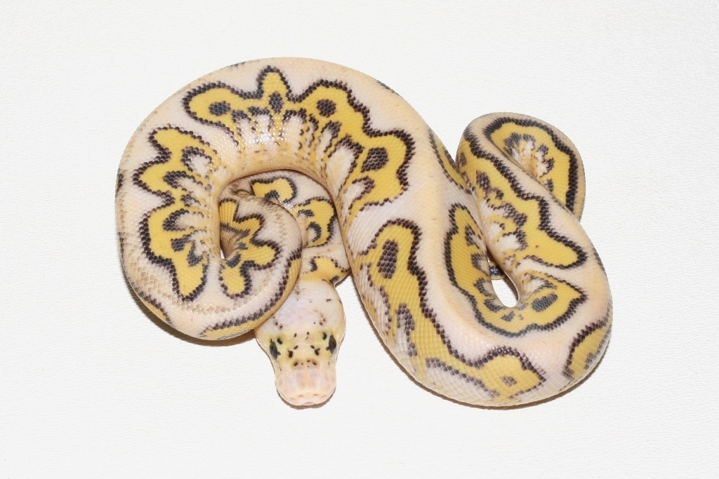 Super Gravel Pastel Clown Ball Python by Rp Reptiles - MorphMarket