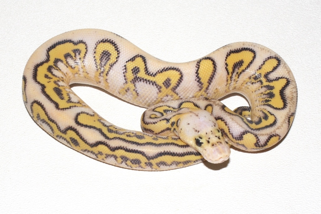 Super Gravel Pastel Clown Ball Python by Rp Reptiles - MorphMarket