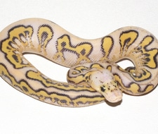 Super Gravel Pastel Clown Ball Python by Rp Reptiles - MorphMarket